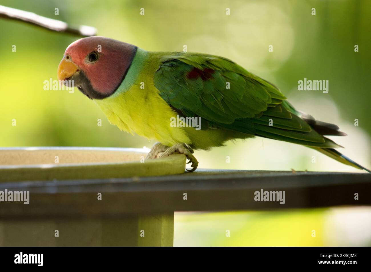 The plum-headed parakeet is a mainly green parrot. The male has a red ...