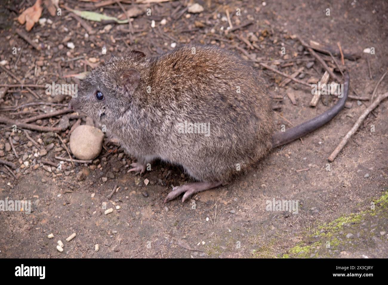 The Long-nosed Potoroo have a brown to grey upper body and paler ...
