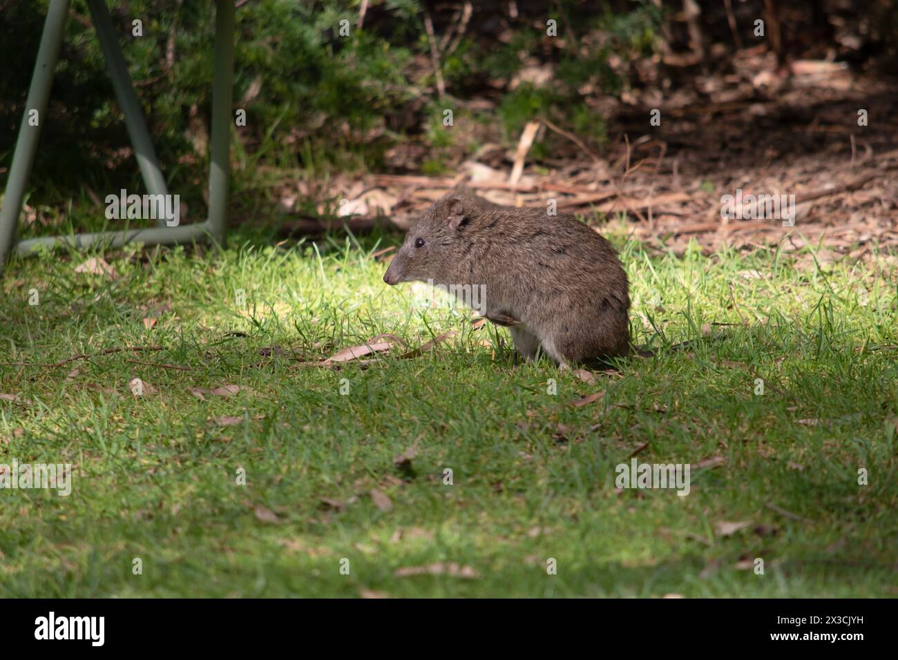 The Long-nosed Potoroo have a brown to grey upper body and paler ...