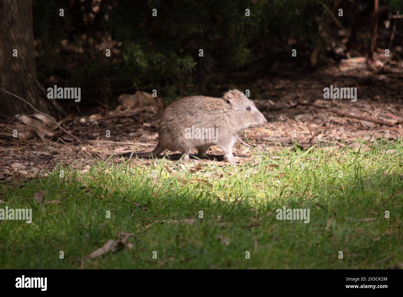 The Long-nosed Potoroo have a brown to grey upper body and paler ...