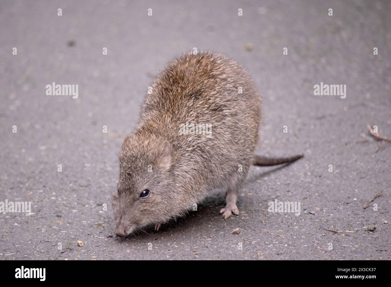 Long-nosed Potoroos have a long nose that tapers with a small patch of ...