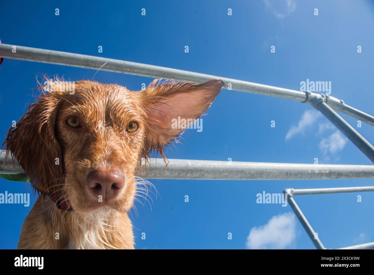 One ear dog hi-res stock photography and images - Alamy