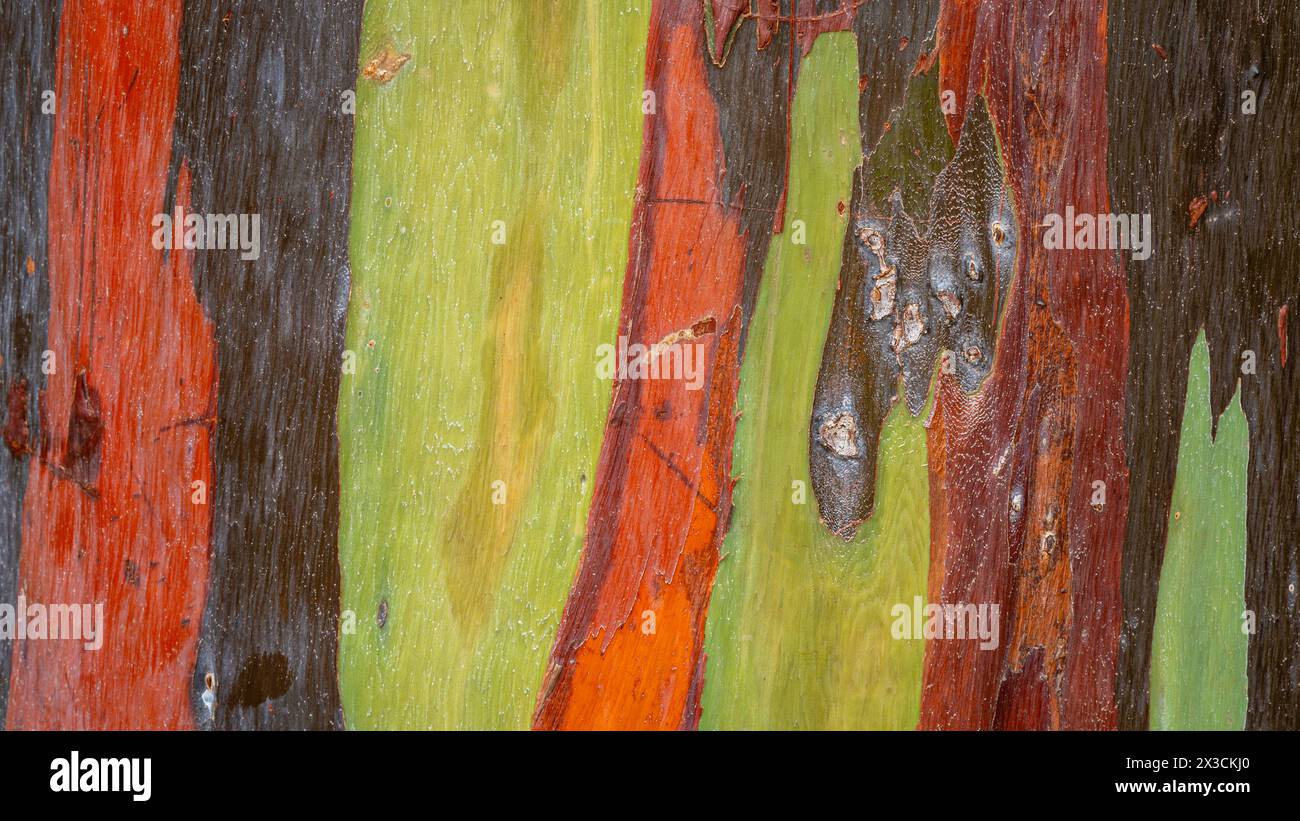 Closeup view of textured colorful bark of tropical tree eucalyptus ...