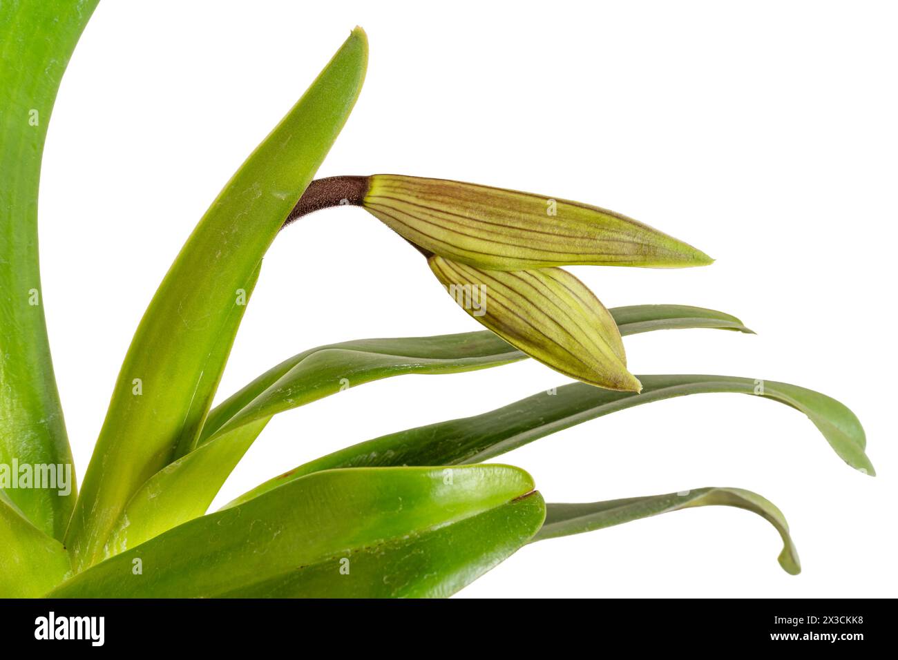 Paphiopedilum supardii hi-res stock photography and images - Alamy