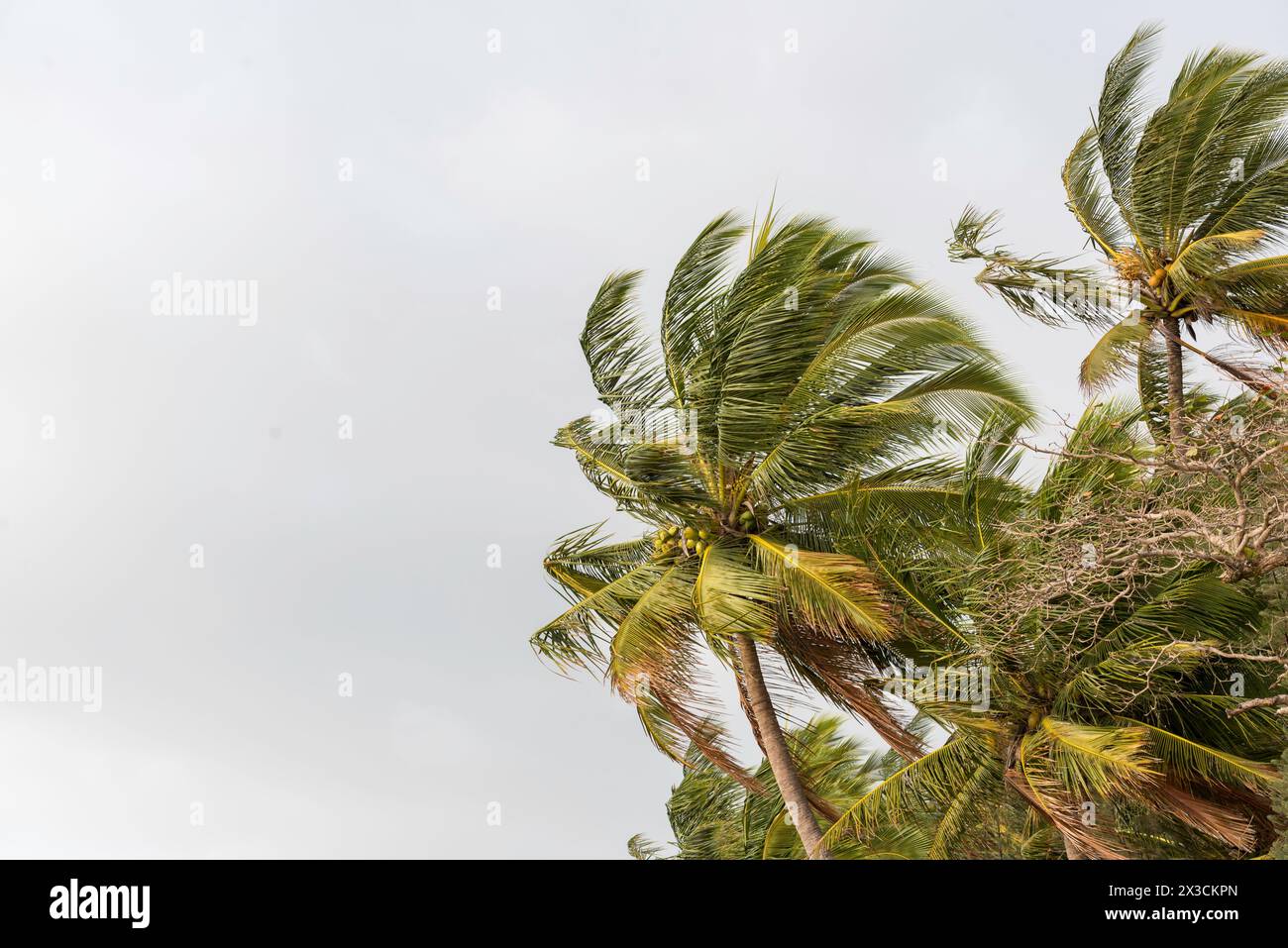 Coconut palms (Cocos nucifera) bending backwards in high winds hitting ...