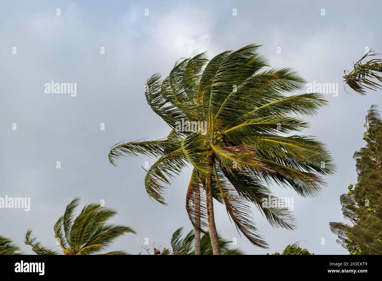 Coconut palms (Cocos nucifera) bending backwards in high winds hitting ...