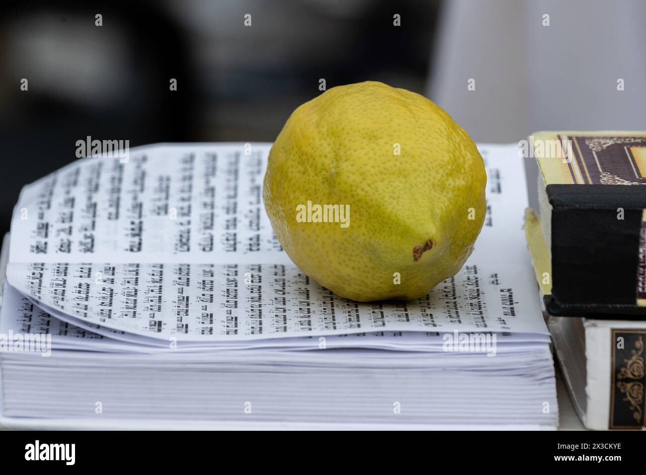 Sukkot species hi-res stock photography and images - Alamy
