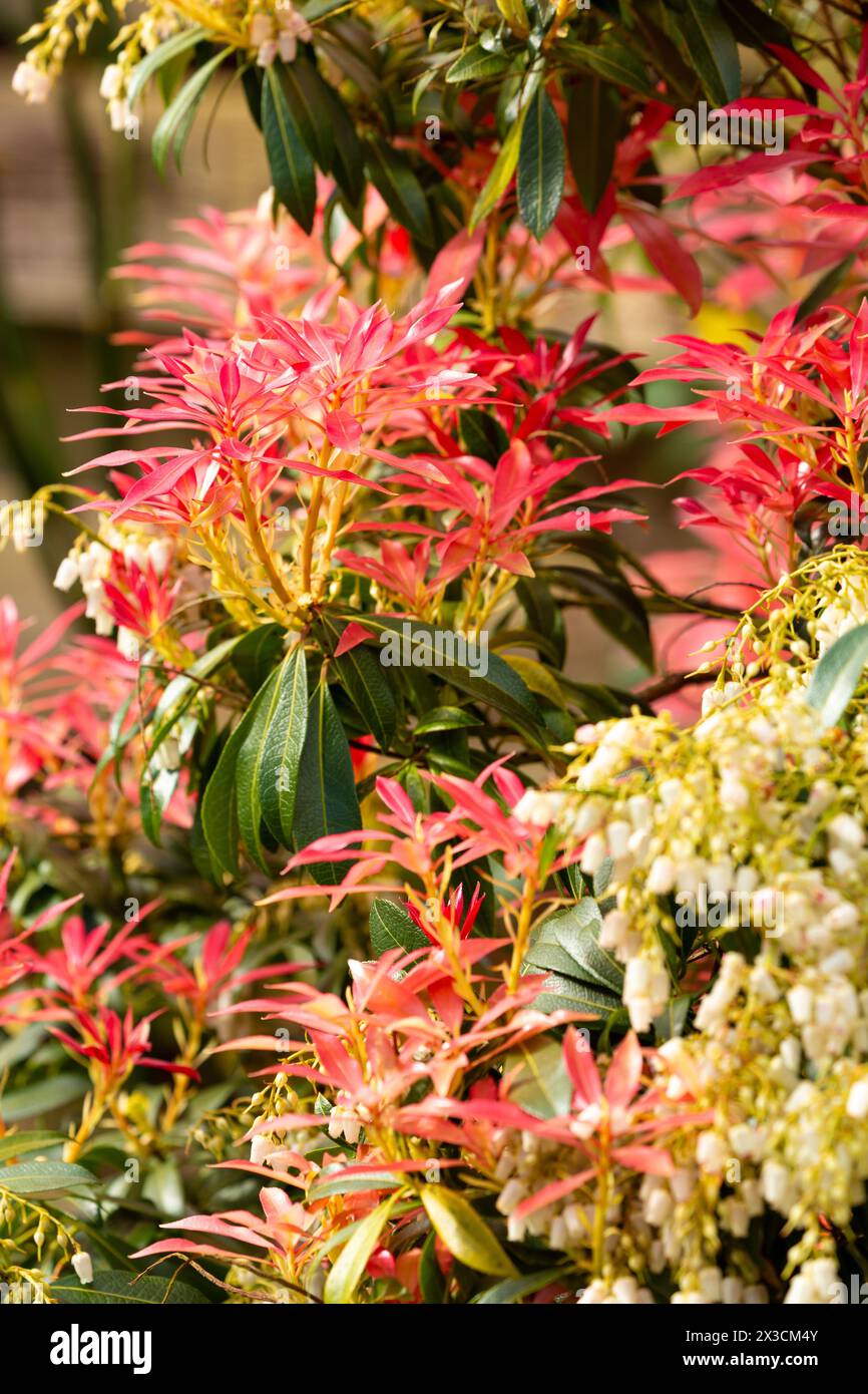 Pieris japonica or japanese andromeda plant in early spring Stock Photo ...