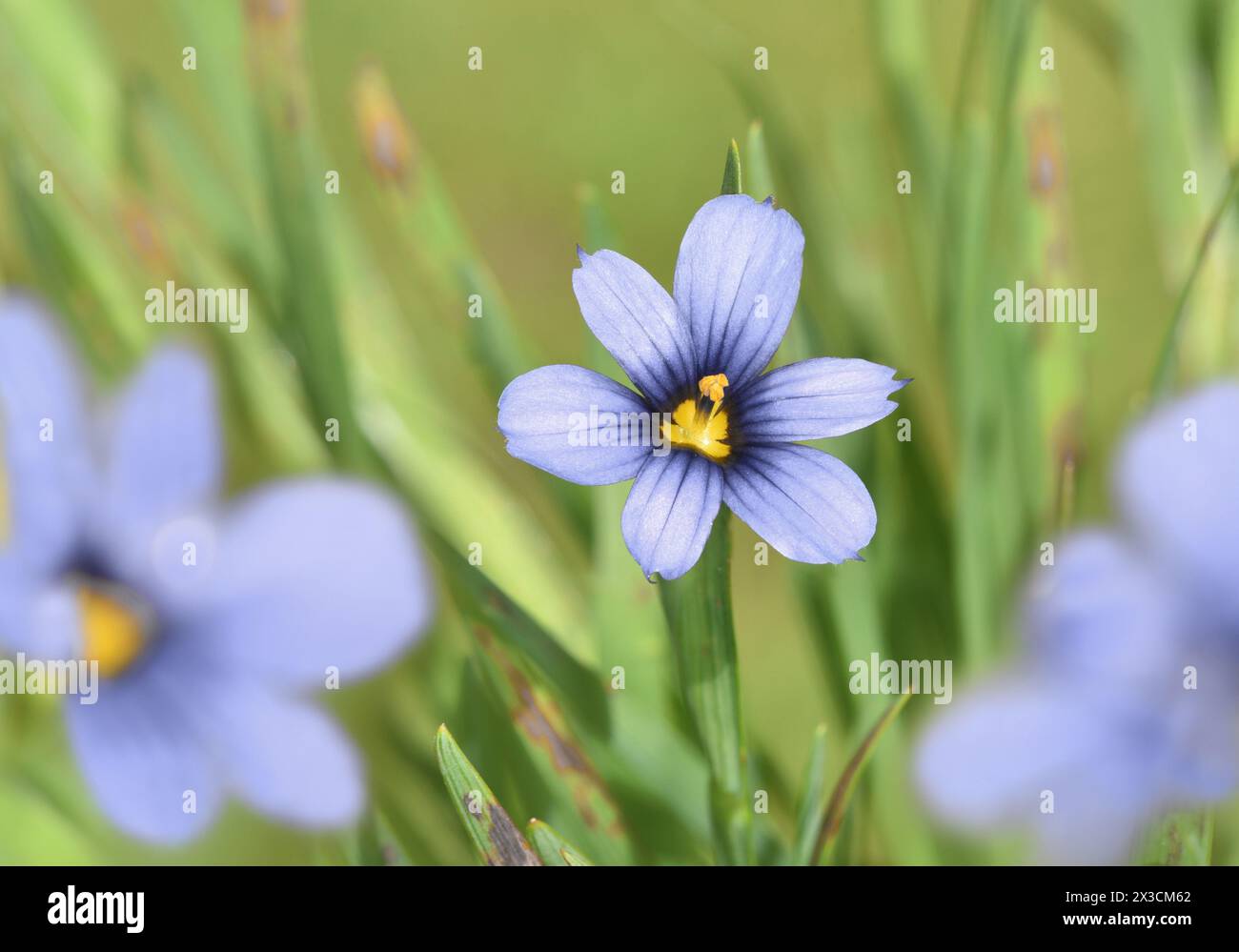 Blue-eyed Grass - Sisyrinnchrium bermudiana Stock Photo - Alamy