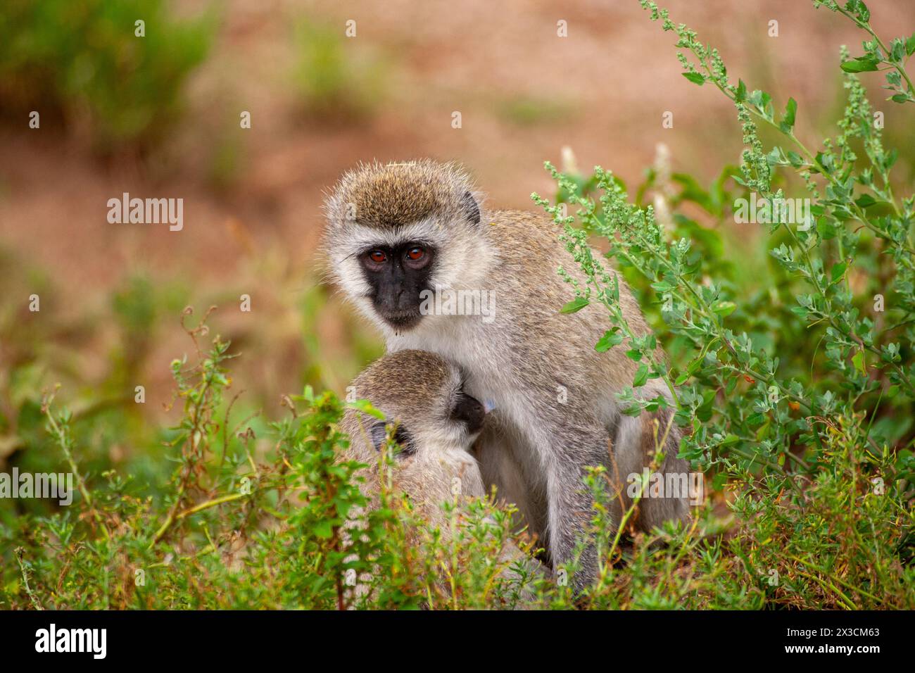 Female mother macaque monkey sitting hi-res stock photography and ...