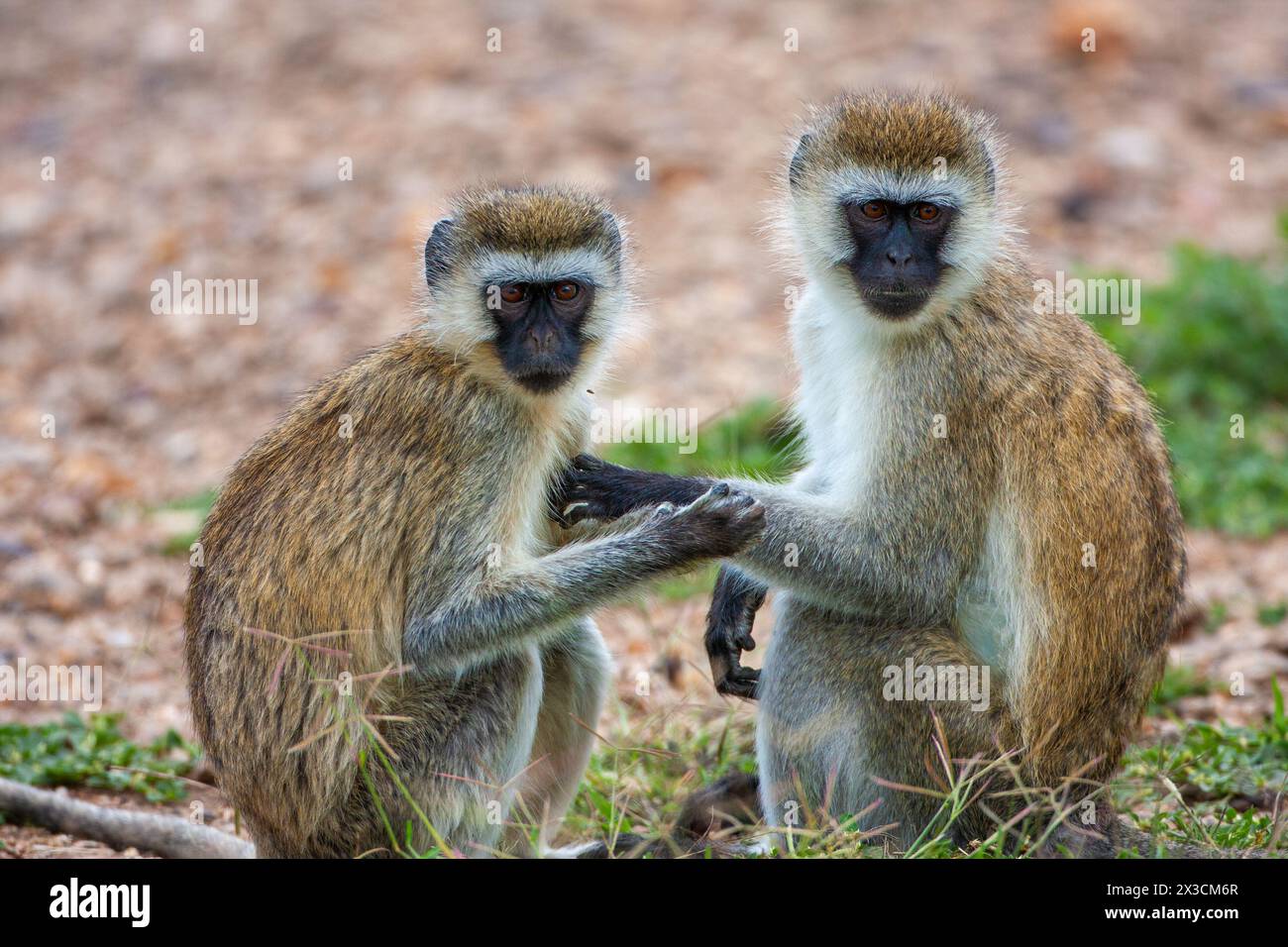 Monkey cleaning another monkey hi-res stock photography and images - Alamy