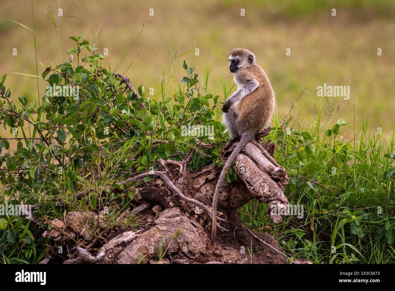 Vervet monkey portrait sitting hi-res stock photography and images - Alamy