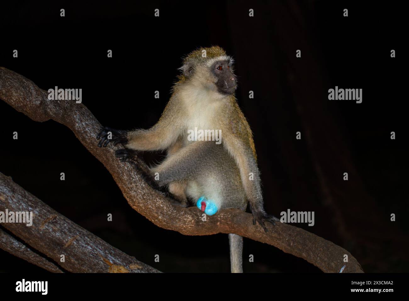 Monkey testicles hi-res stock photography and images - Alamy