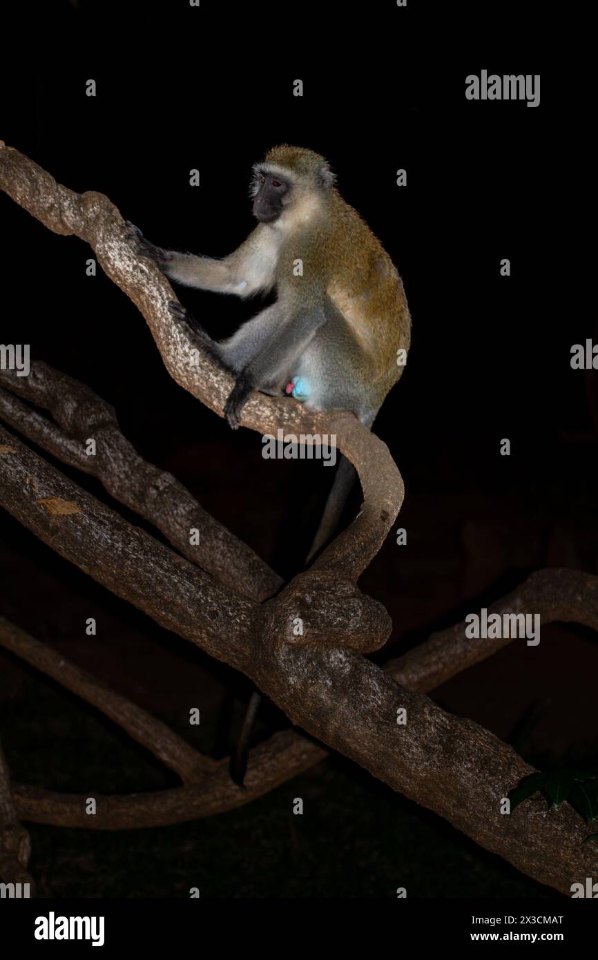 Monkey testicles hi-res stock photography and images - Alamy