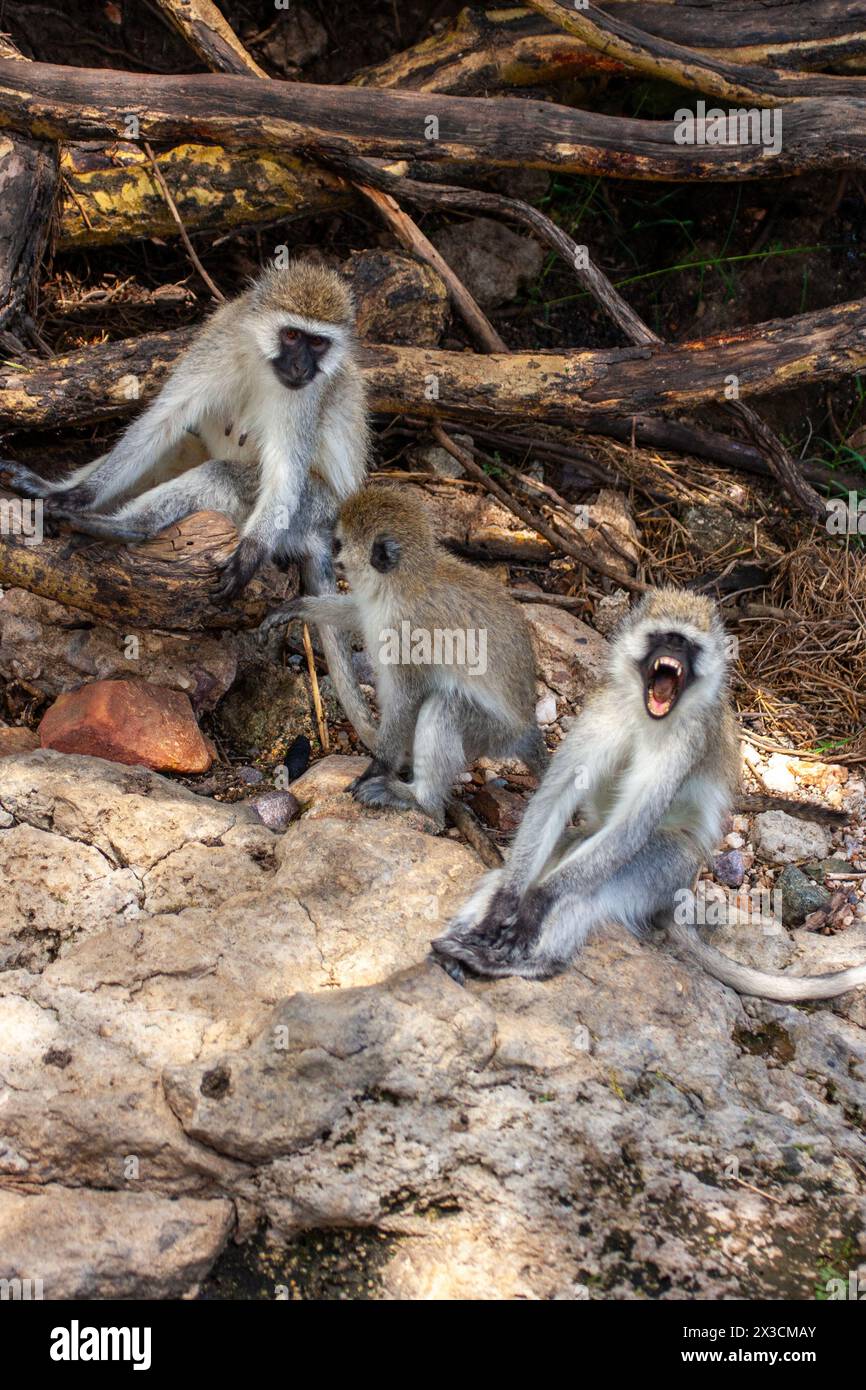 Monkey teeth hi-res stock photography and images - Alamy