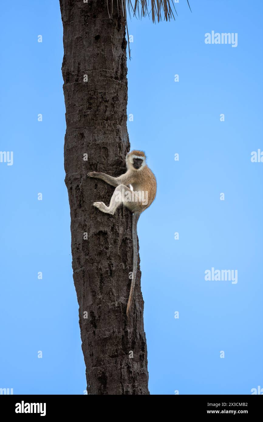 Monkey palm hi-res stock photography and images - Alamy