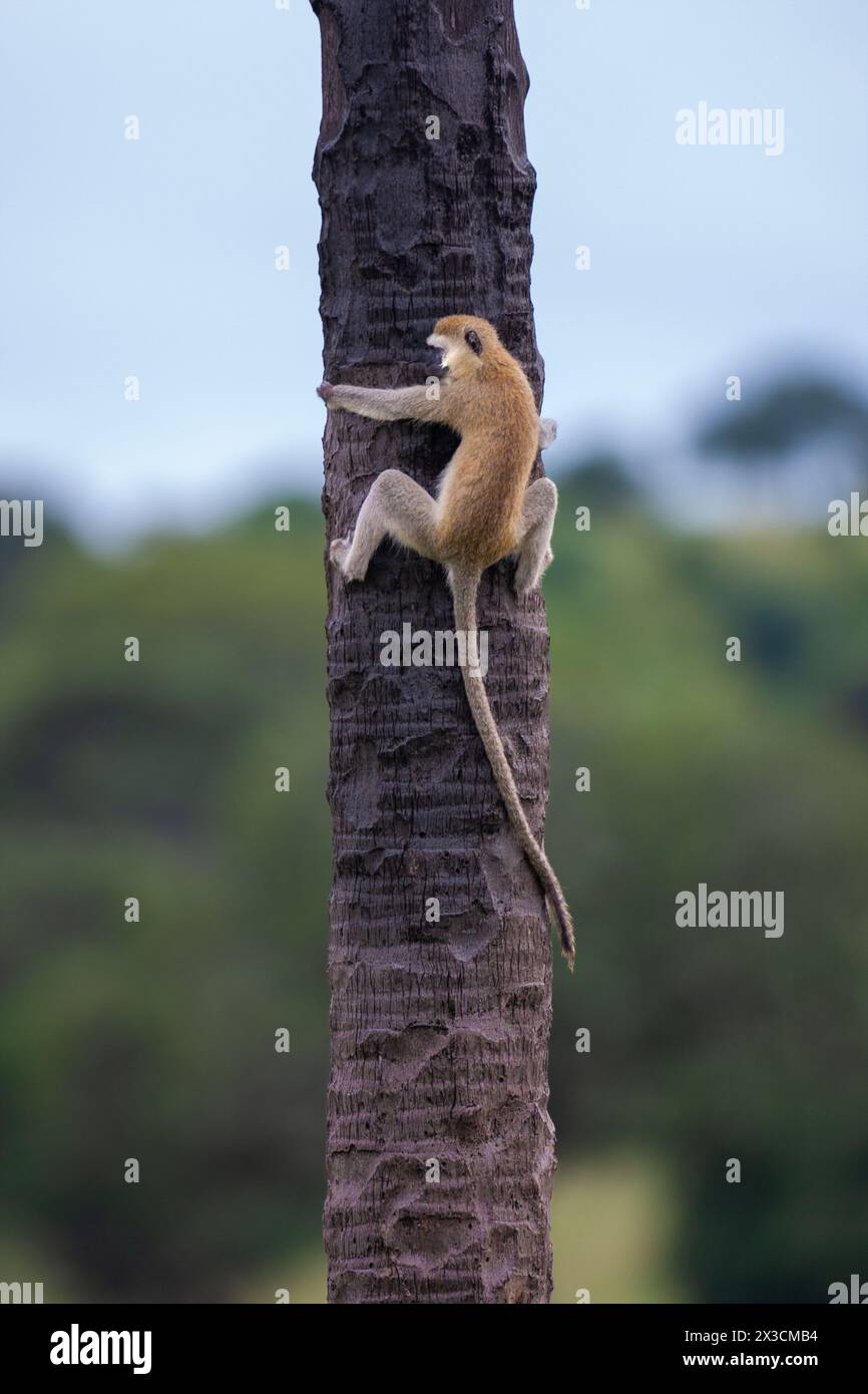 Vervet monkey climbing a palm trunk Stock Photo - Alamy