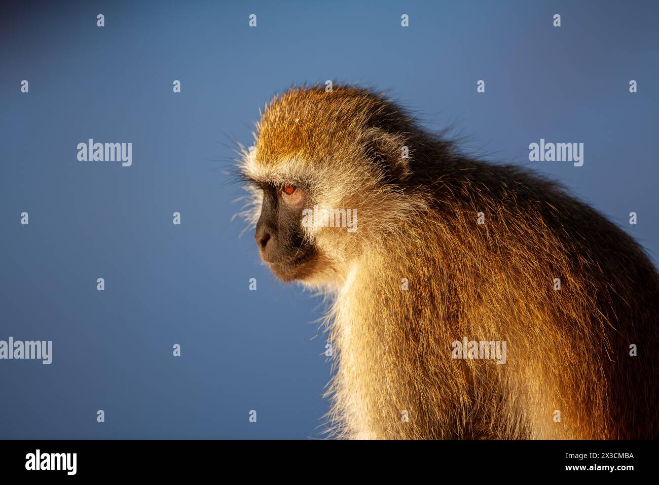 Adult male vervet monkey Vervet monkey Stock Photo - Alamy