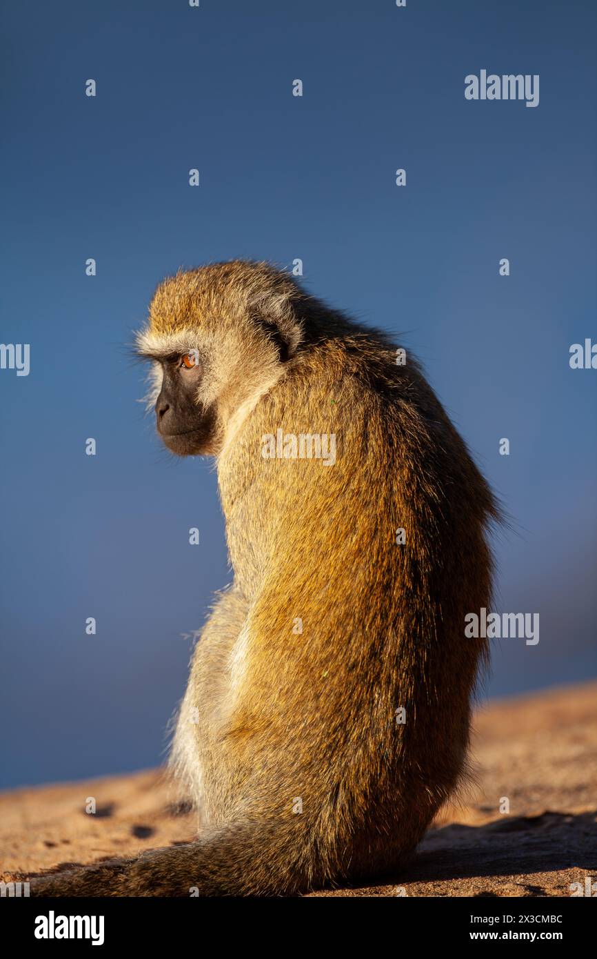 Male vervet monkey hi-res stock photography and images - Alamy