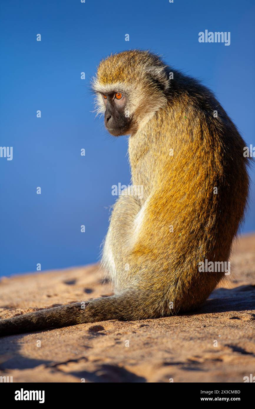 Male vervet monkey hi-res stock photography and images - Alamy
