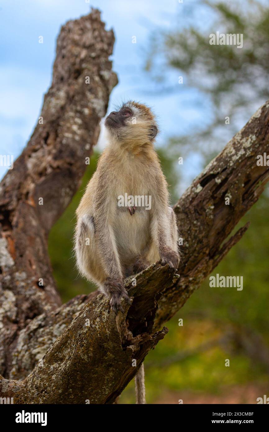 Female vervet monkey hi-res stock photography and images - Alamy
