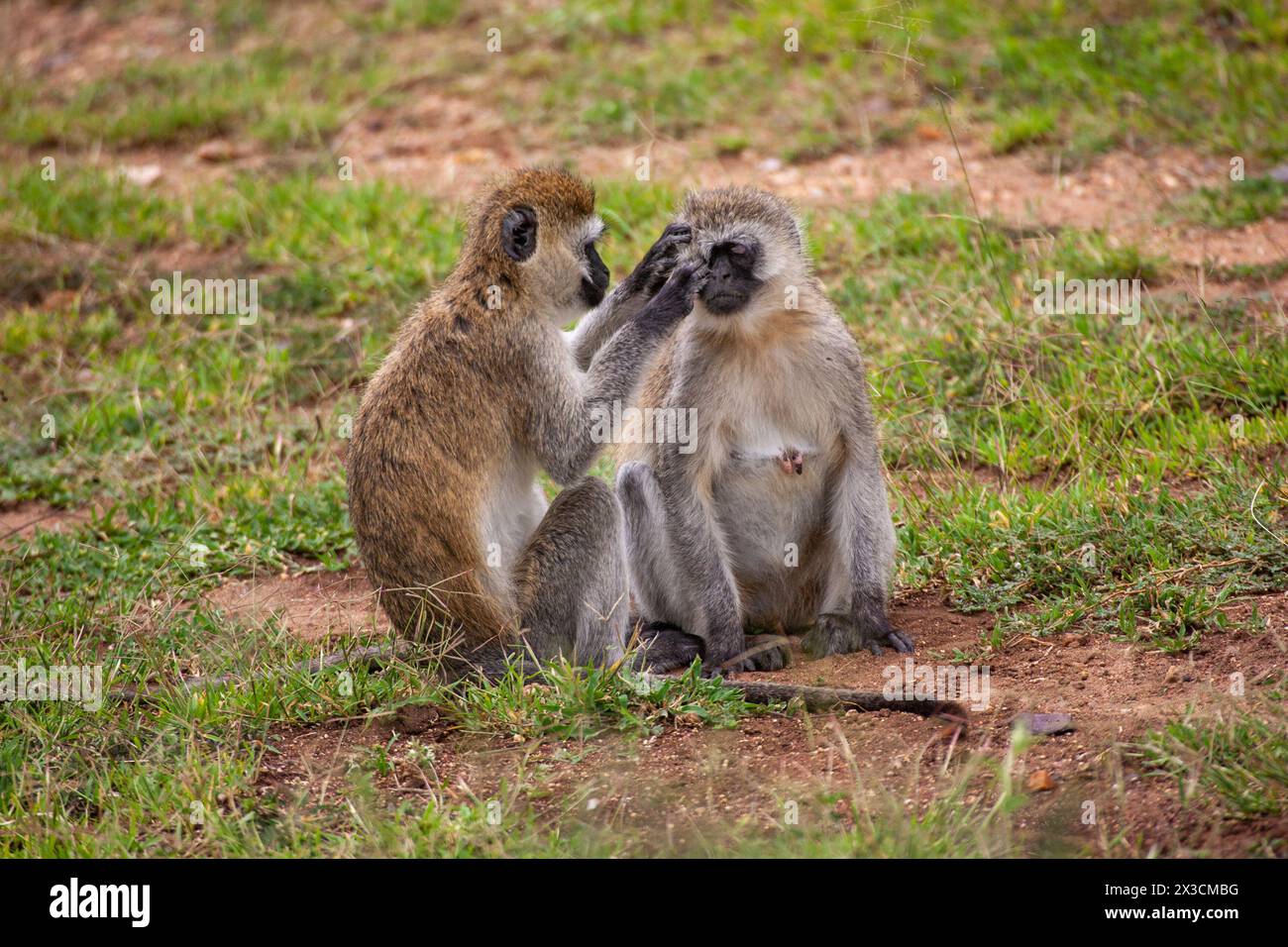 Monkey cleaning another monkey hi-res stock photography and images - Alamy
