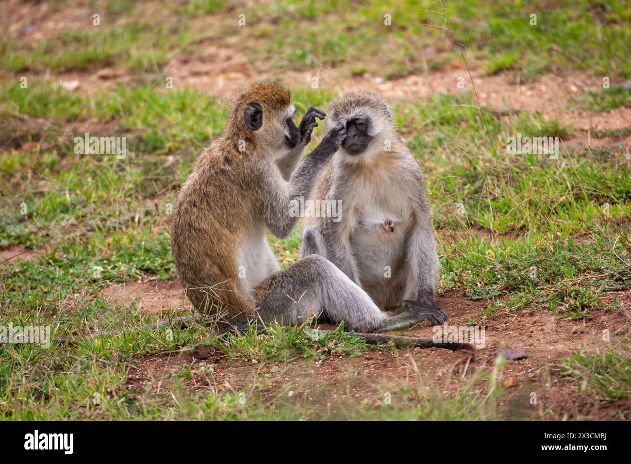 Female vervet monkey hi-res stock photography and images - Alamy