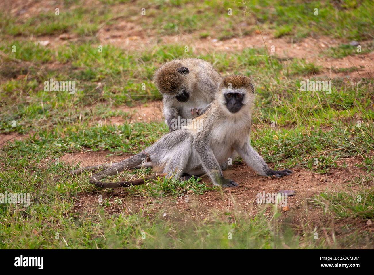 Female vervet monkey hi-res stock photography and images - Alamy