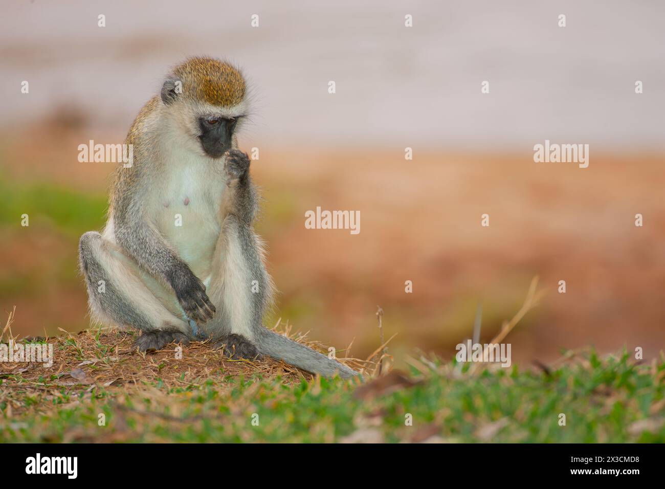 Female Vervet monkey Stock Photo - Alamy