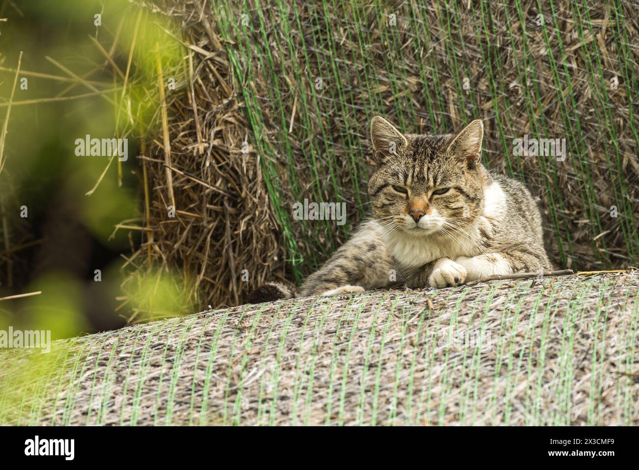 Beautiful tabby cat lies hi-res stock photography and images - Alamy