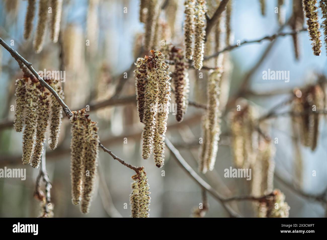 close up Backlit cluster of male Quaking Aspen (Populus tremuloides ...