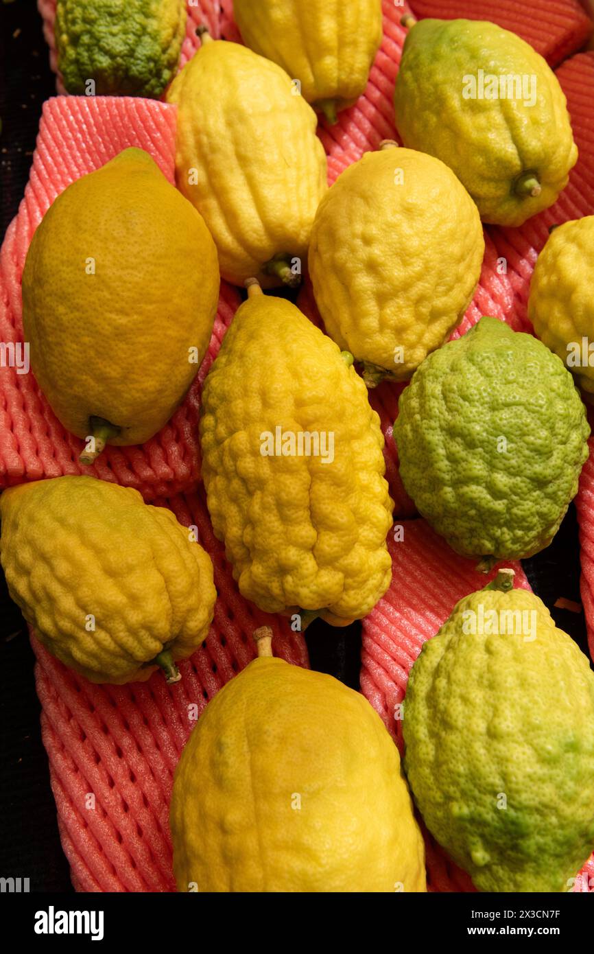 Etrogs or citron fruits, one of the four plant species used in the ...