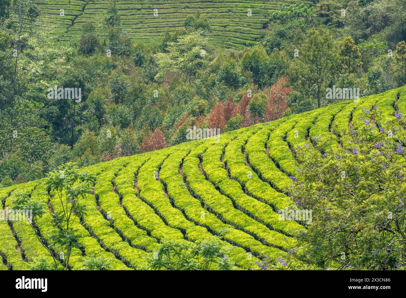 scenic view to tea fields in Munnar, the highlands of Anamudi Shola ...