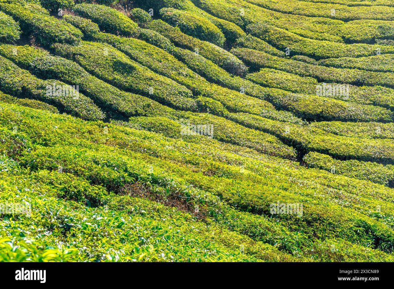 tea field in the highlands of Kerala, India Stock Photo - Alamy