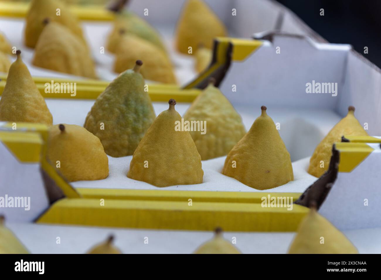 Etrogs or citron fruits, one of the four plant species used in the ...