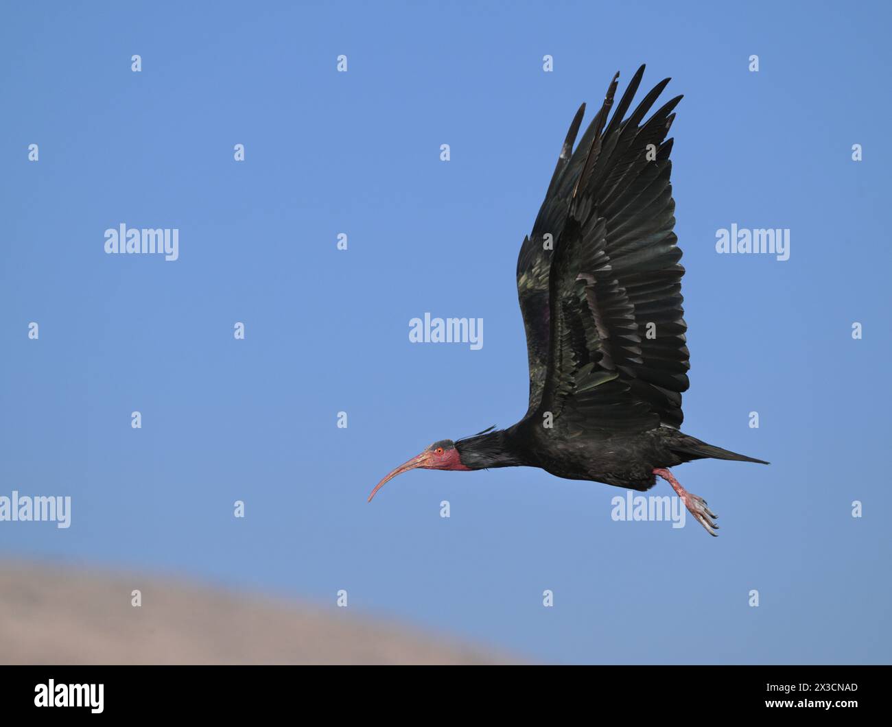 Northern Bald Ibis - Geronticus eremita Stock Photo - Alamy