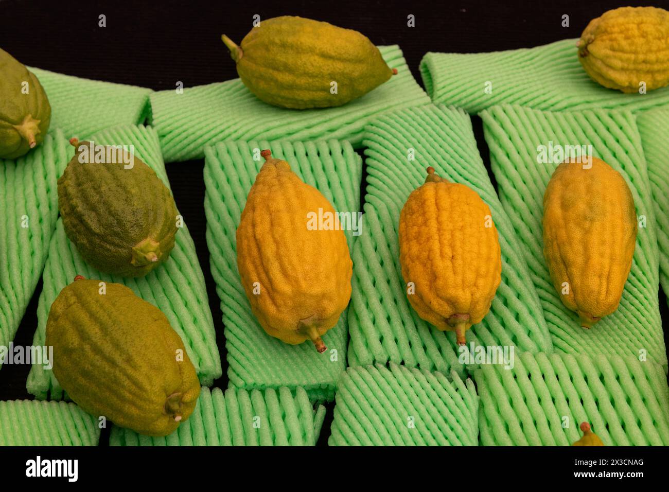 Etrogs or citron fruits, one of the four plant species used in the ...