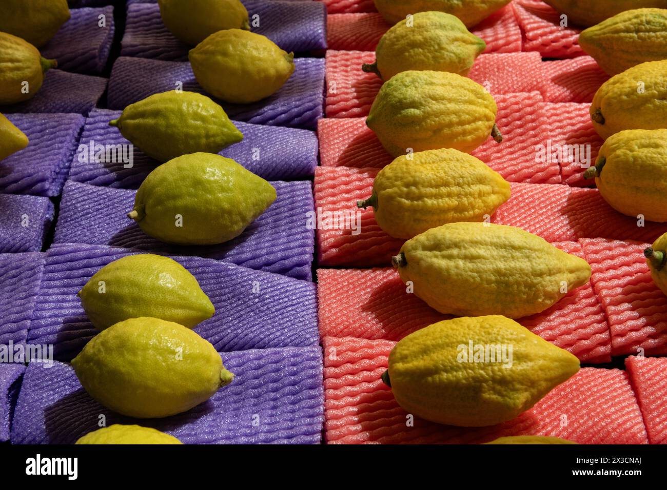 Etrogs or citron fruits, one of the four plant species used in the ...