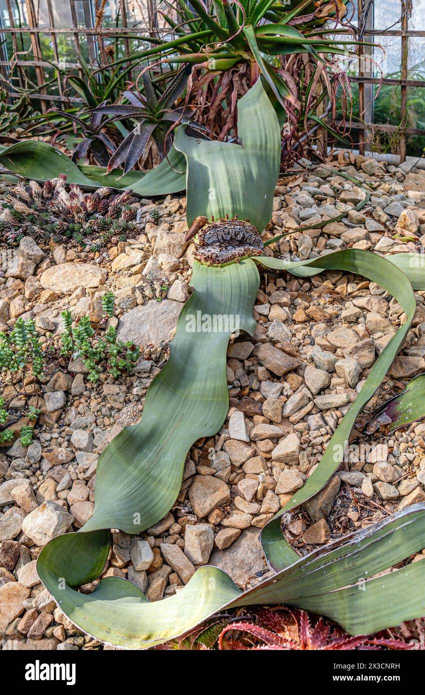 Welwitschia plant (Welwitschia mirabilis) in the Botanical Garden ...