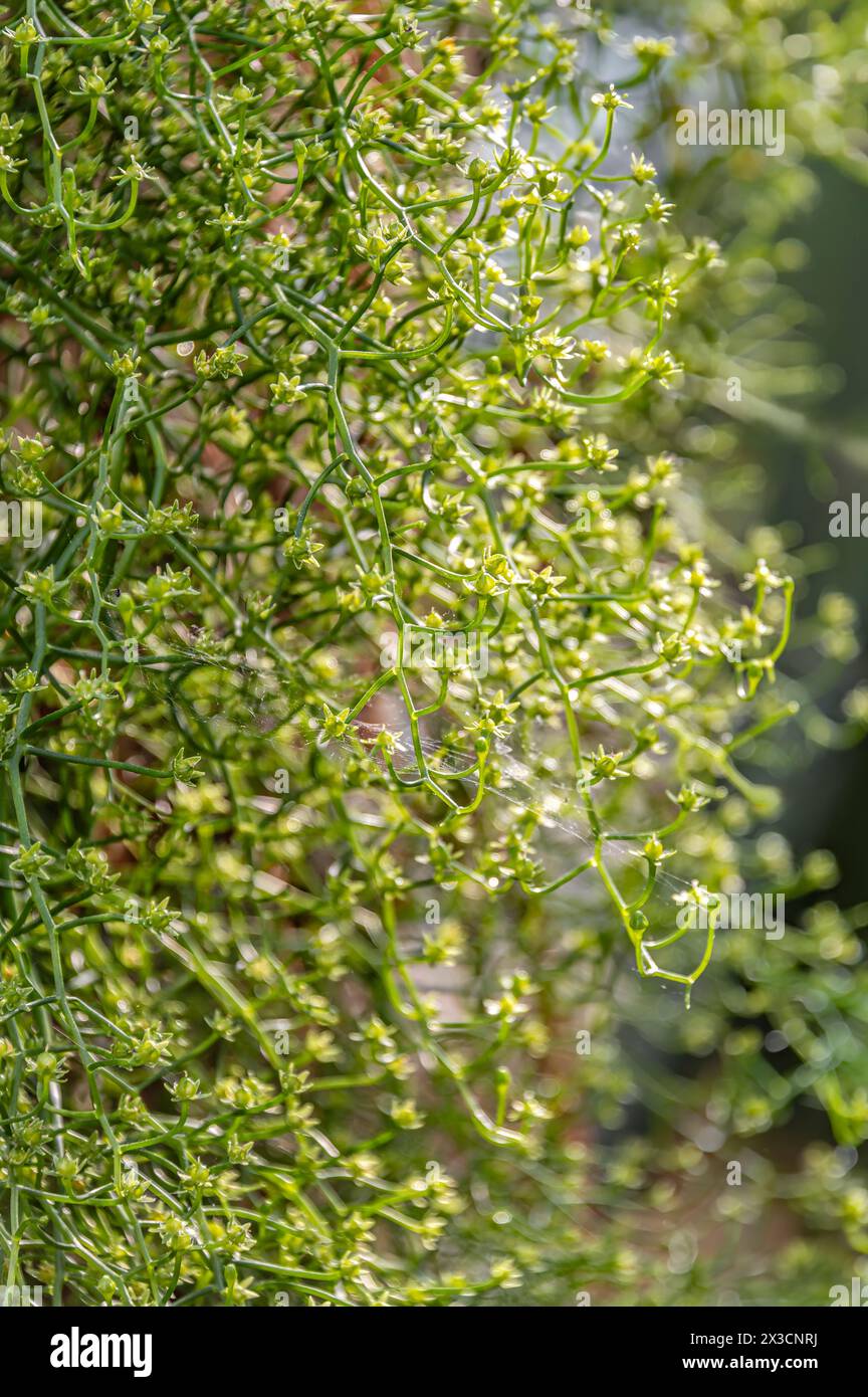 Close-up of a Bowiea volubilis plant, also known horticulturally as a ...