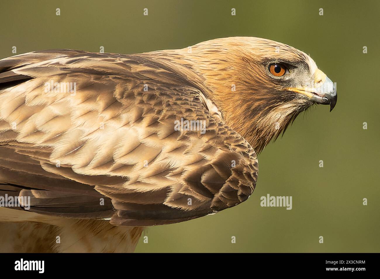 Booted Eagle male in pale phase in a Mediterranean forest at first ...