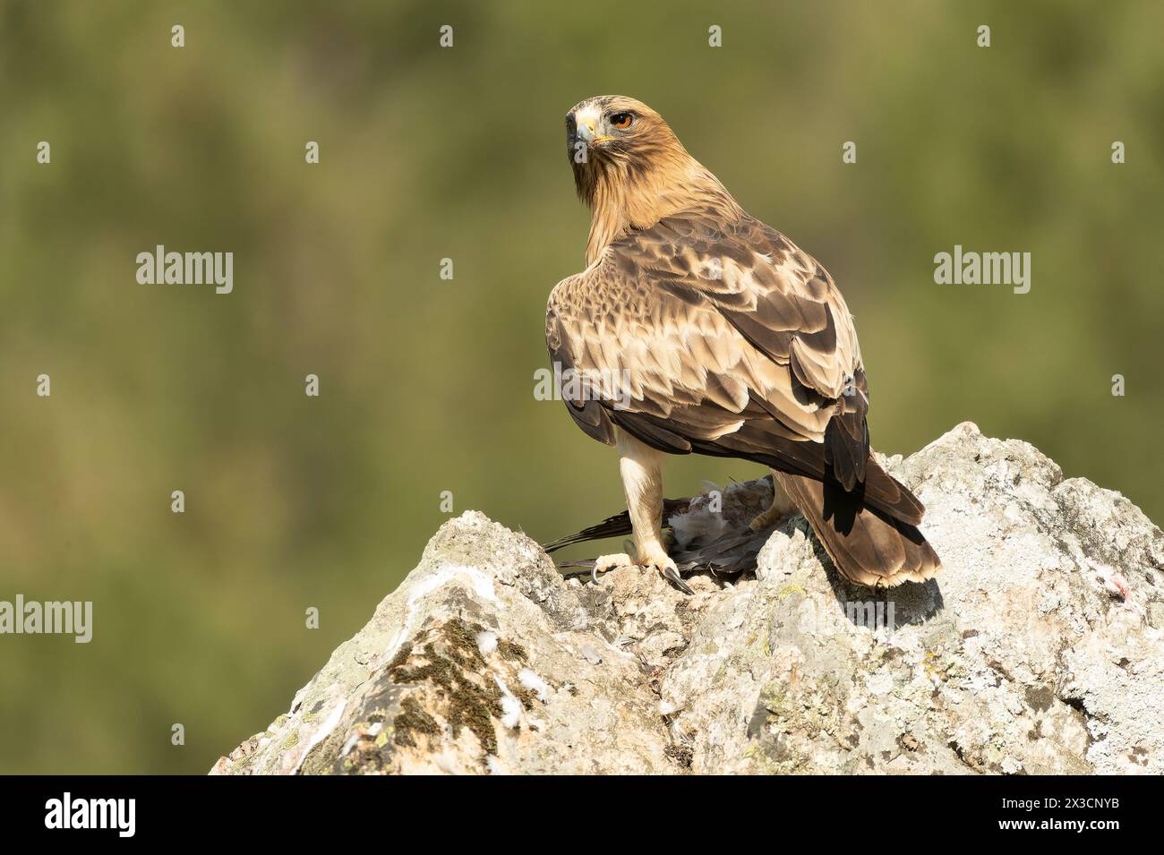 Booted Eagle male in pale phase in a Mediterranean forest at first ...