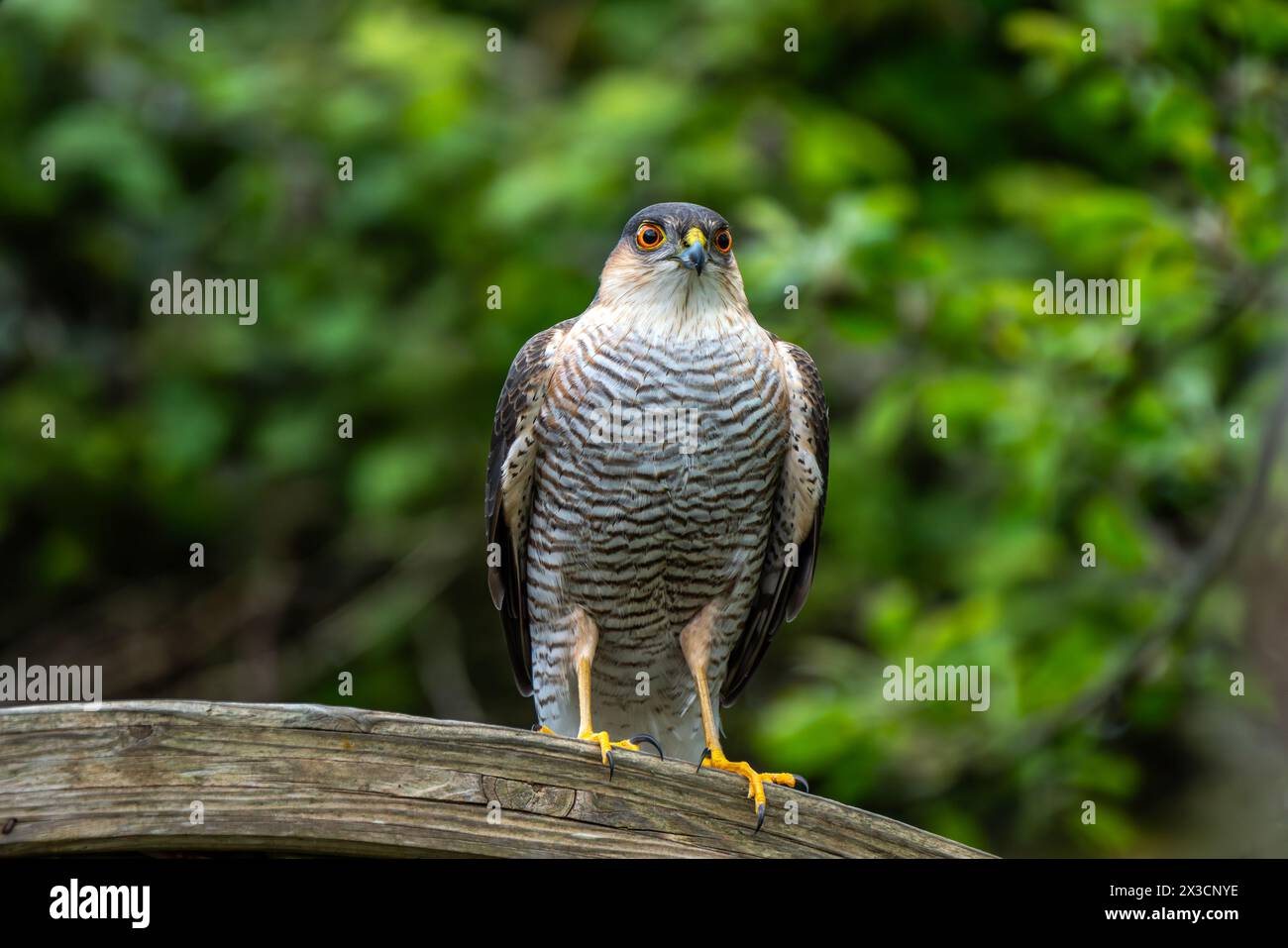 Predatory raptor hi-res stock photography and images - Alamy