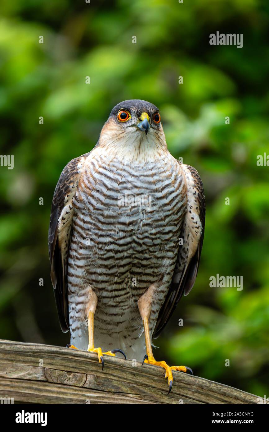 Predatory raptor hi-res stock photography and images - Alamy