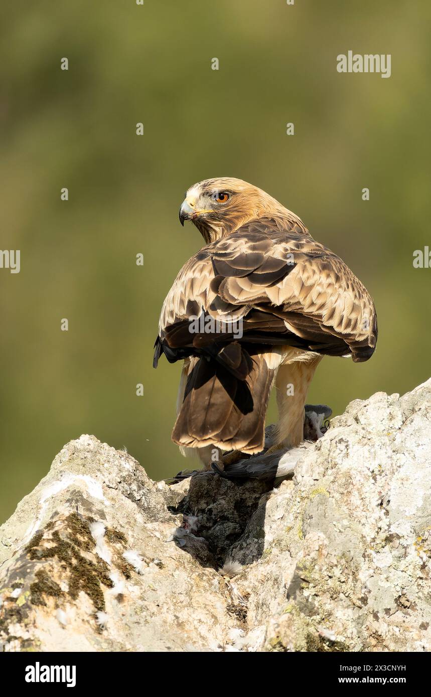 Booted Eagle male in pale phase in a Mediterranean forest at first ...