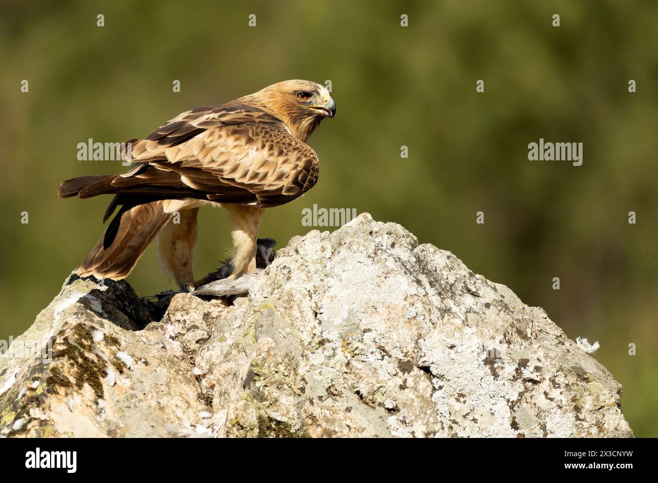 Booted Eagle male in pale phase in a Mediterranean forest at first ...