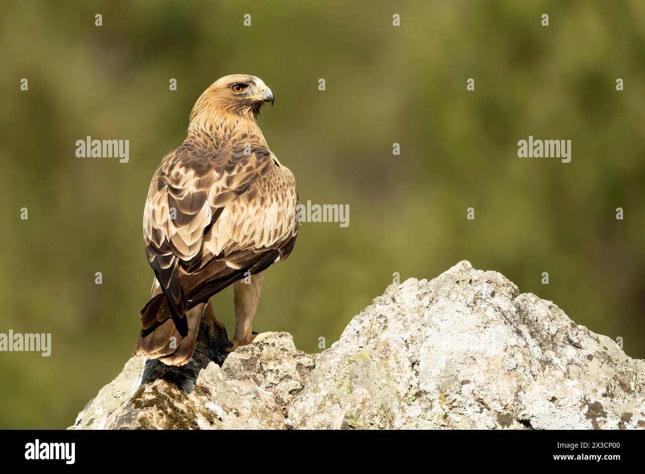 Booted Eagle male in pale phase in a Mediterranean forest at first ...