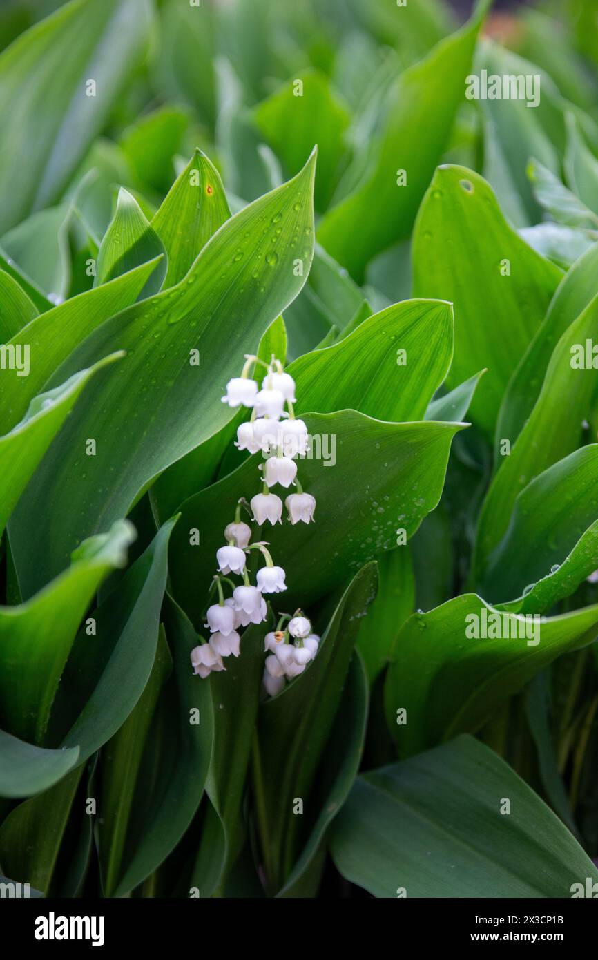 Muguet rouge hi-res stock photography and images - Alamy