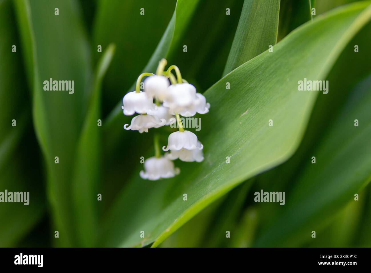 Muguet fleur hi-res stock photography and images - Alamy