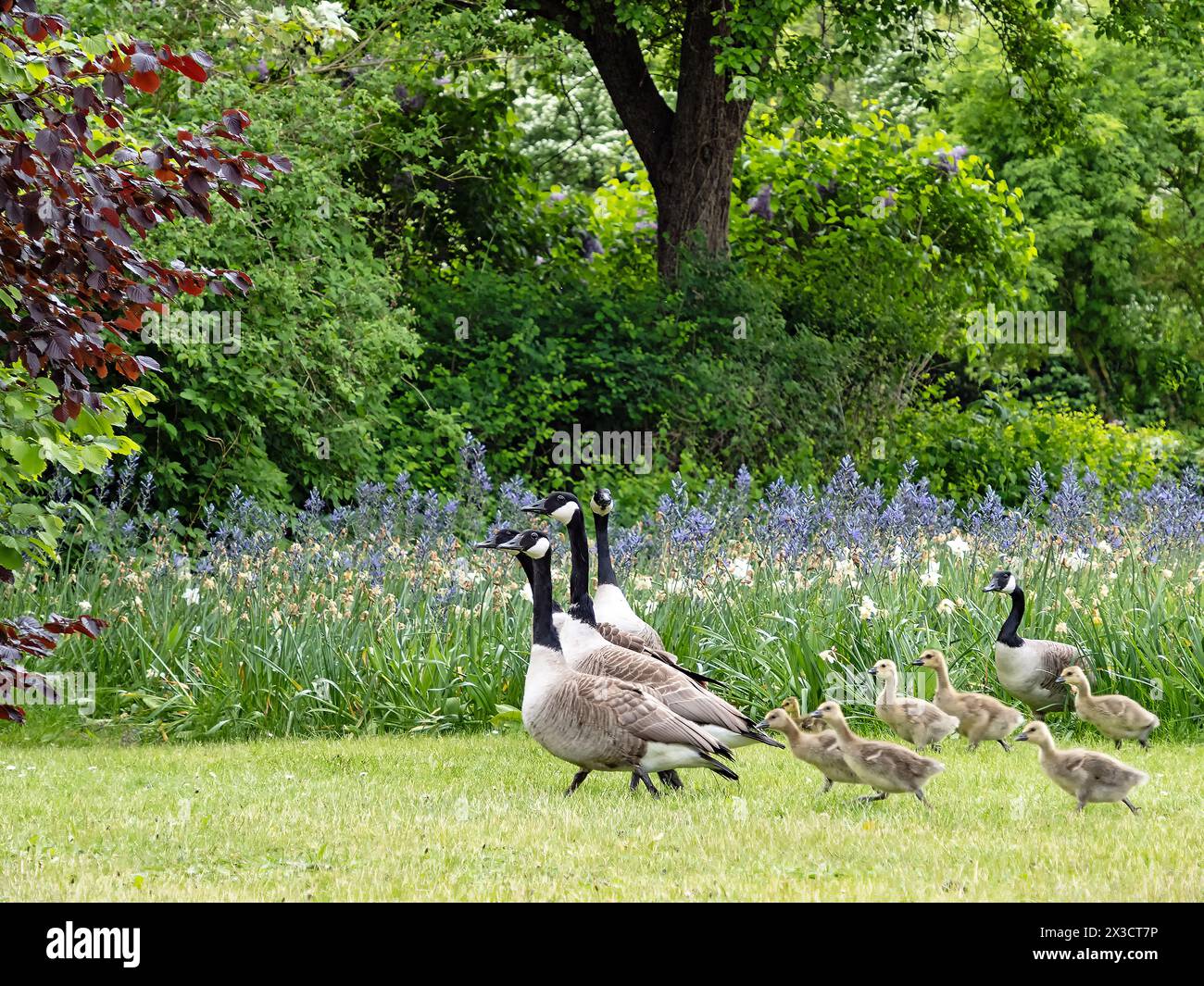 Five barnacle geese (Branta leucopsis) with seven goslings in a park in ...